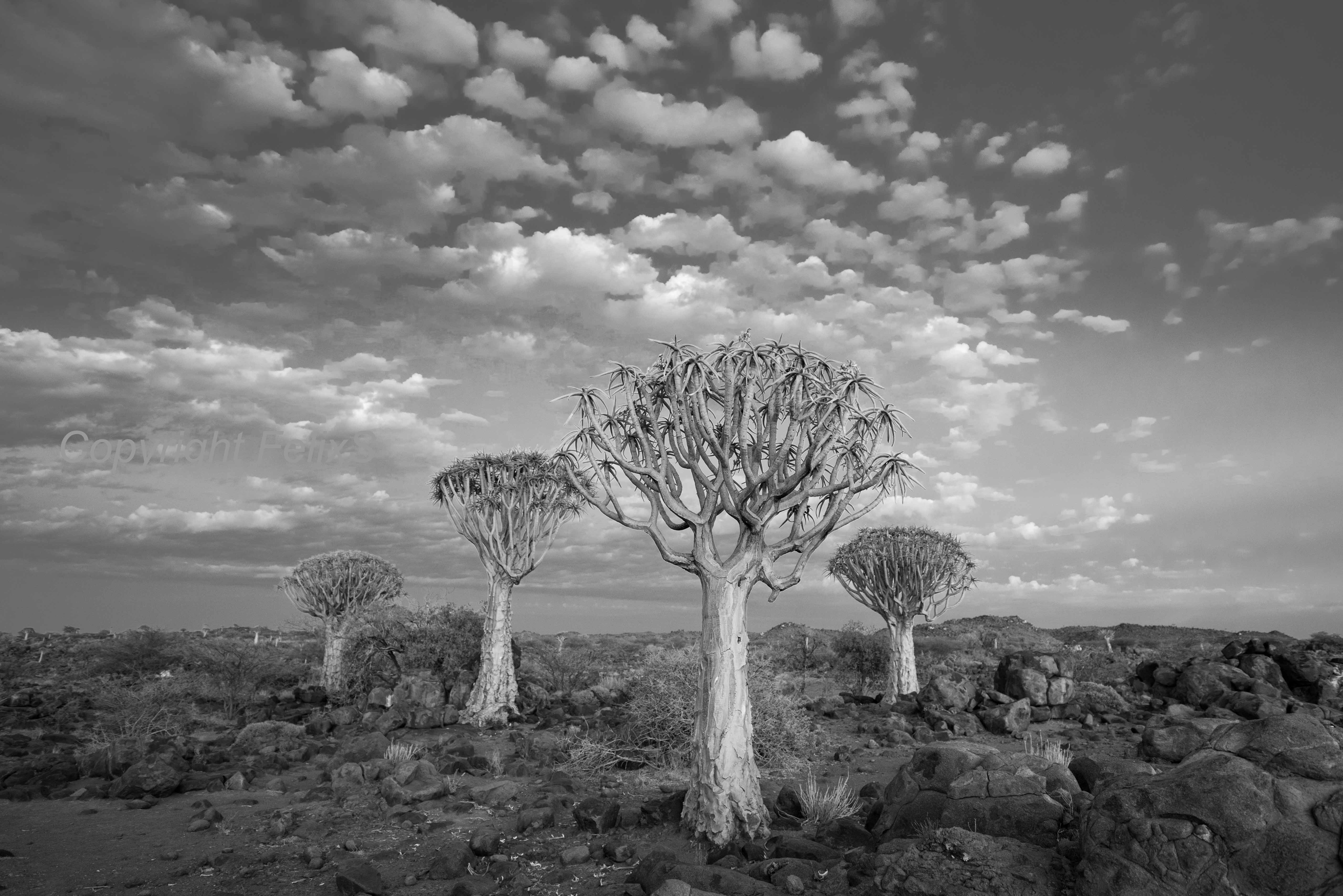 Photography Quiver tree forest