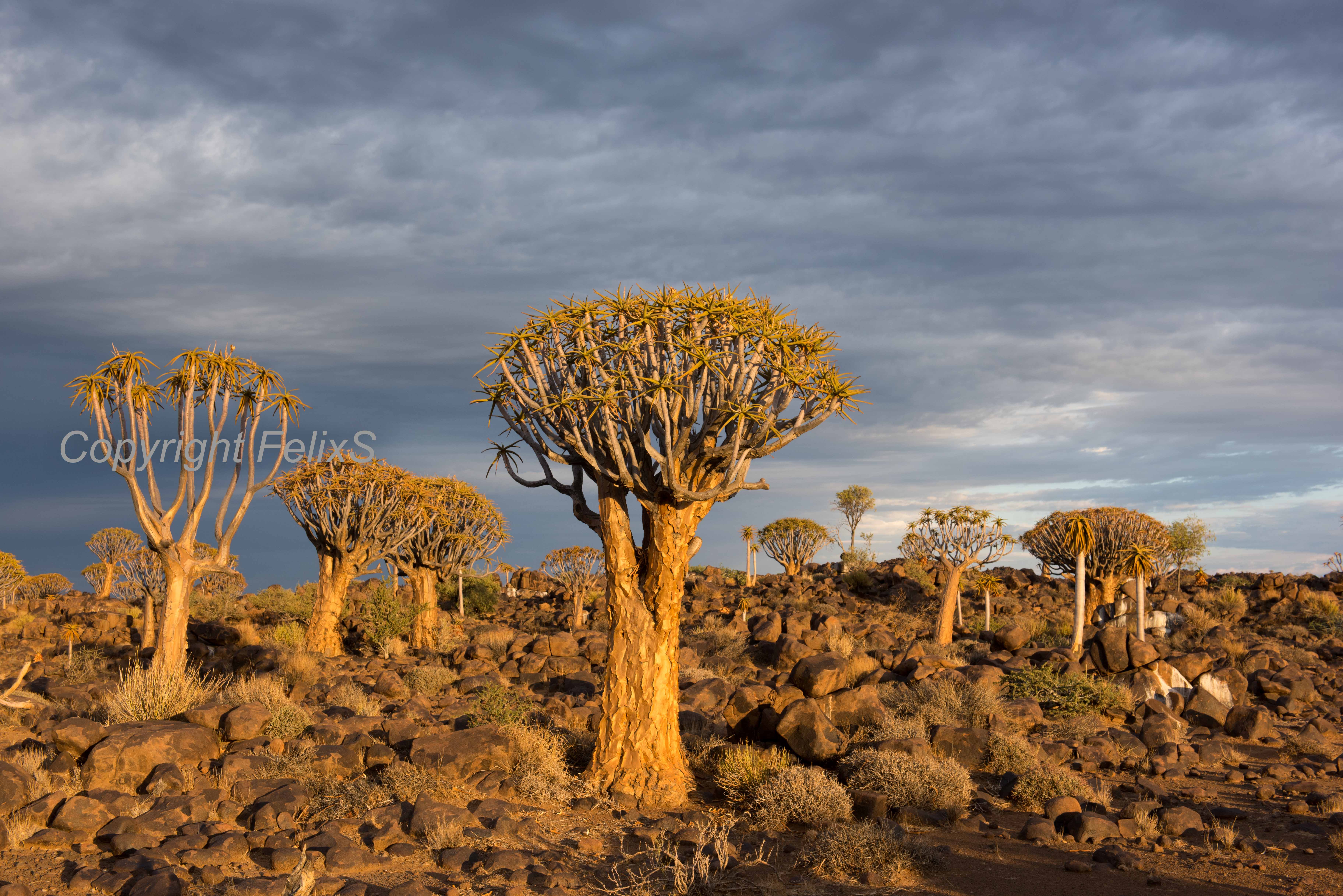 Photography Quiver tree forest