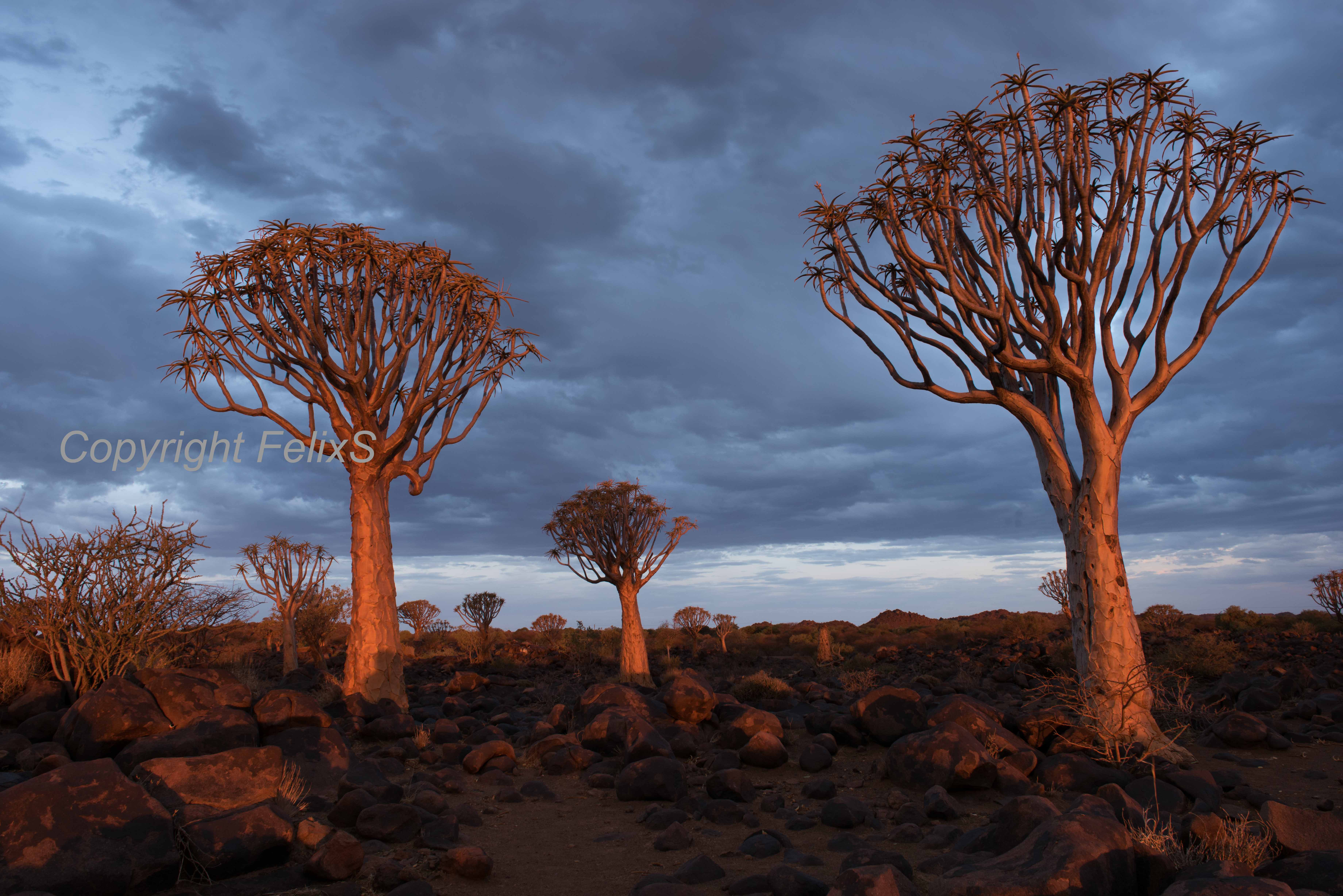 Photography Quiver tree forest